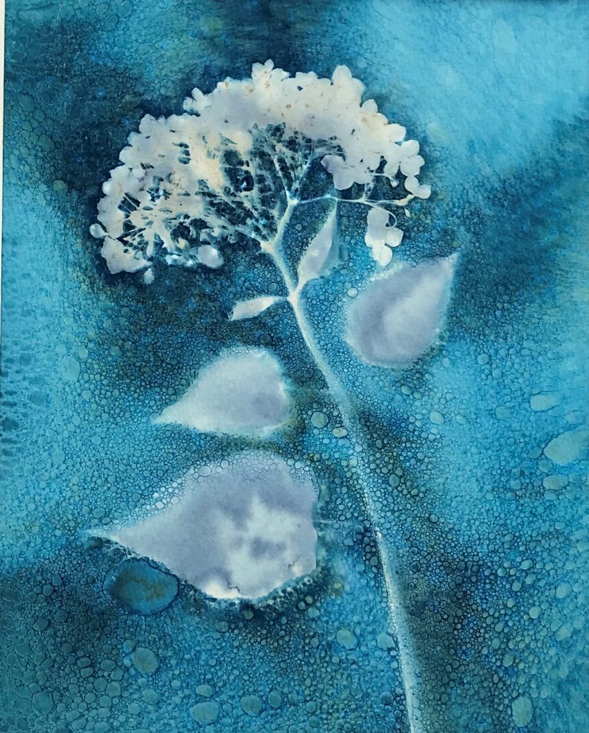 Gallery of Wet and Dry Photograms – Hazleton Art